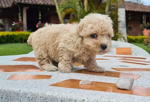 Poodle Mini Toy – Mascooriente | El Mejor Criadero del País